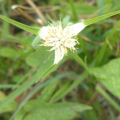 Rhynchospora colorata / White-top Sedge, Star-rush